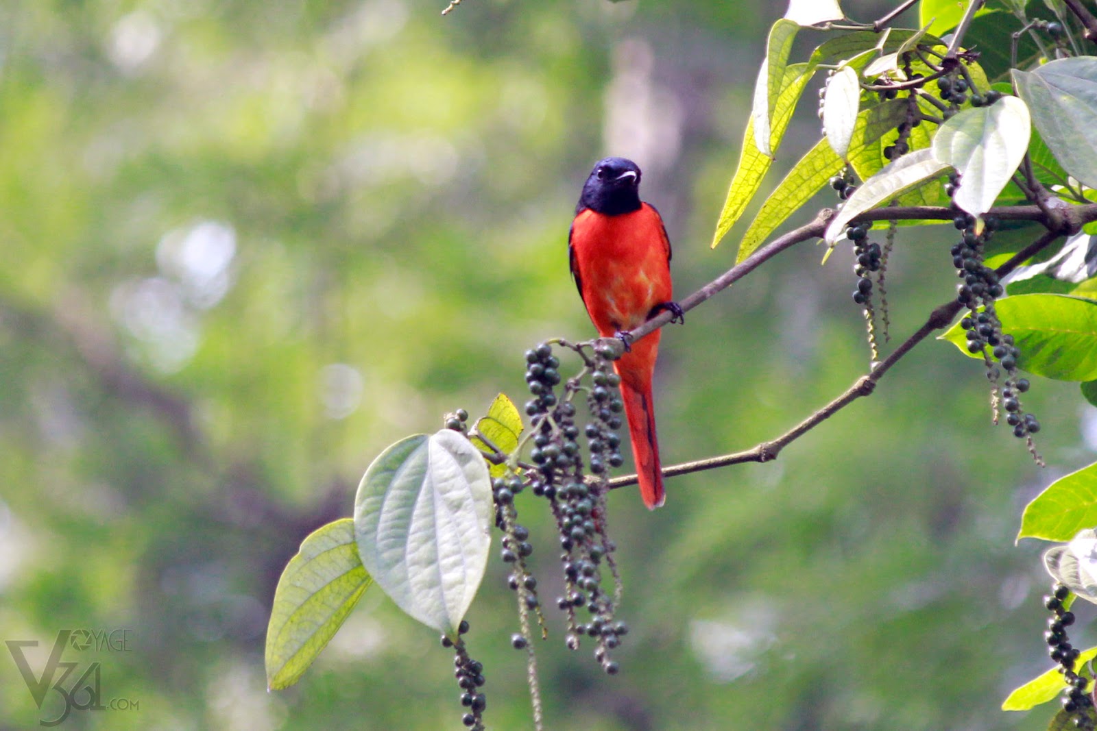 Bird Watching, Coorg, Karnataka, Tourism, 2022 | How to reach Bird ...