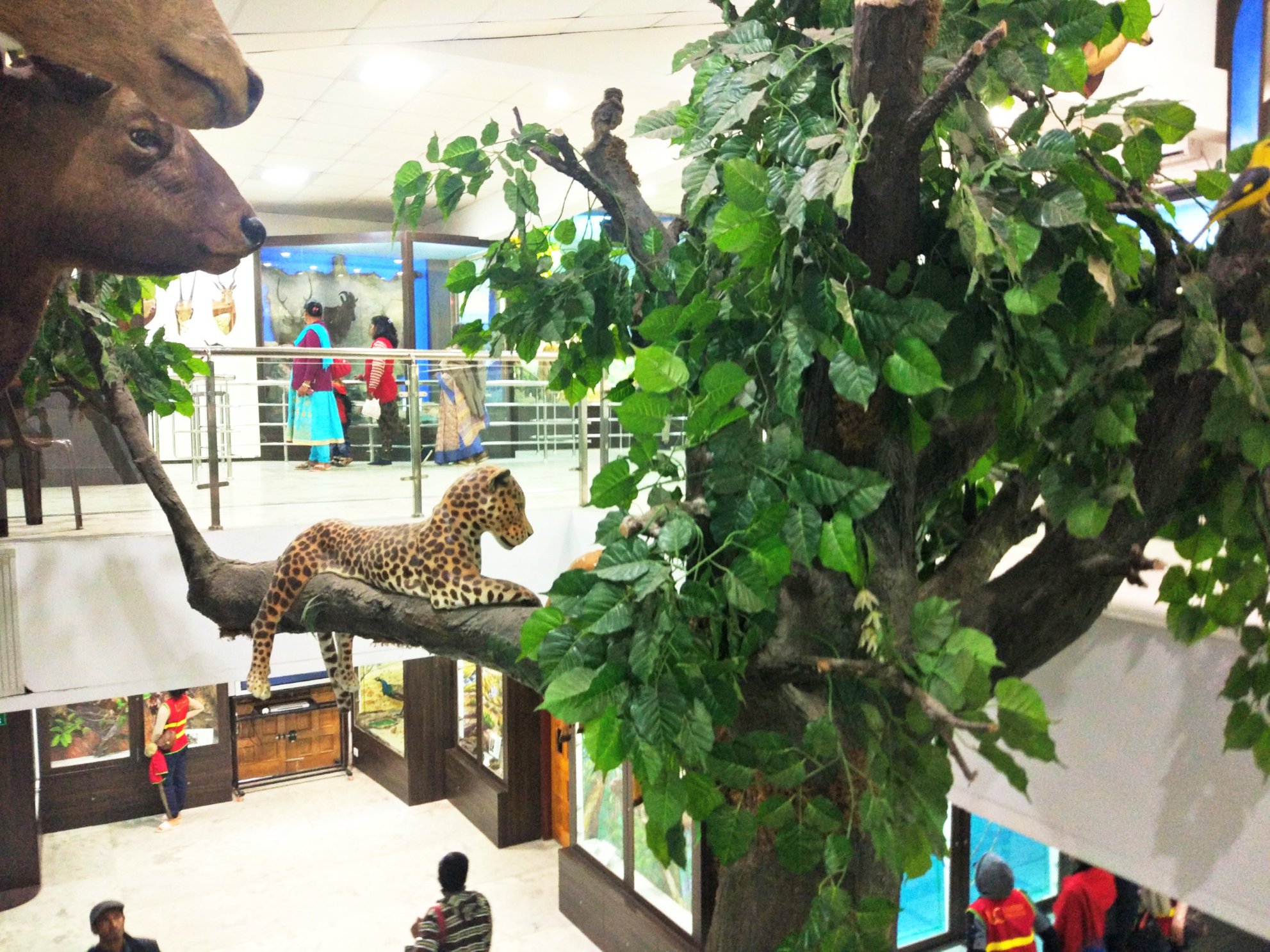 Bengal Natural History Museum, Darjeeling, West Bengal Tourism 2021 ...