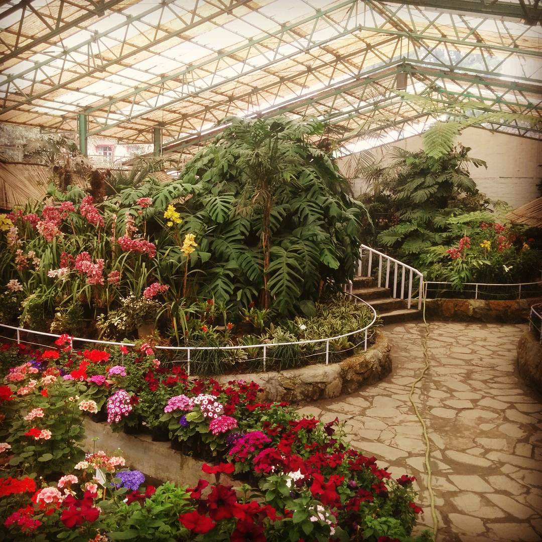 Flower Exhibition Centre, Gangtok, Sikkim Tourism 2021 | Flower Show ...