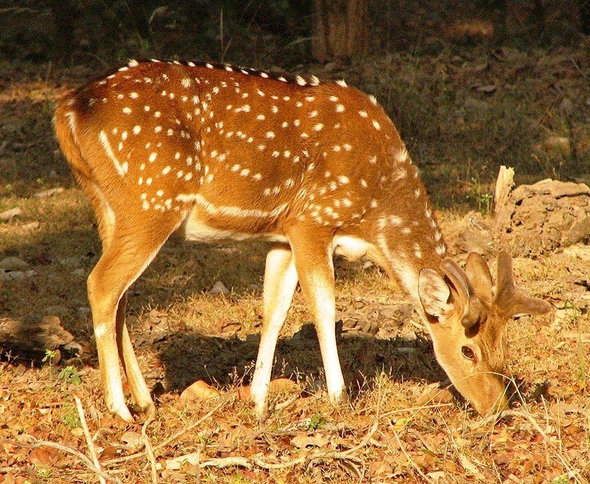 Chilla Wildlife Sanctuary, Haridwar, Uttarakhand Tourism 2021 | Photos ...