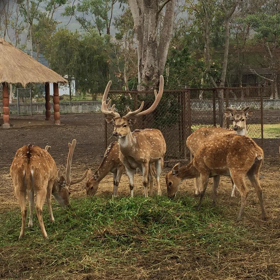 Manipur Zoological Gardens, Imphal, Manipur Tourism 2022 | How to reach ...