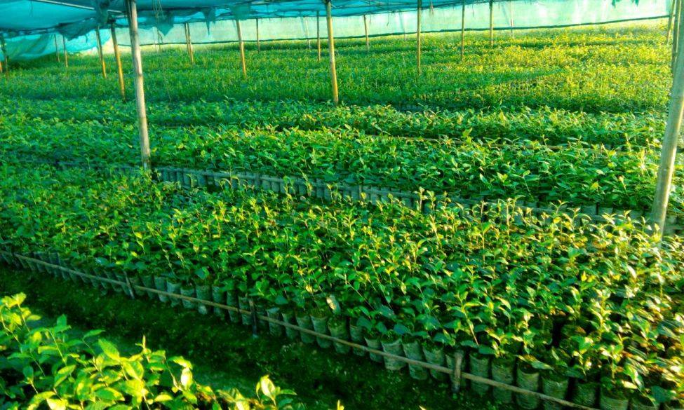 Jorhat, Assam, India Tourism 2021 | Tea Garden, Historical, How to ...