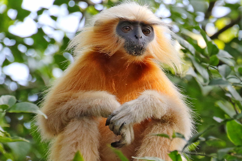 Kohima Zoo, Kohima, Nagaland, Tourism, 2021 | Zoo, Photos of Kohima Zoo ...