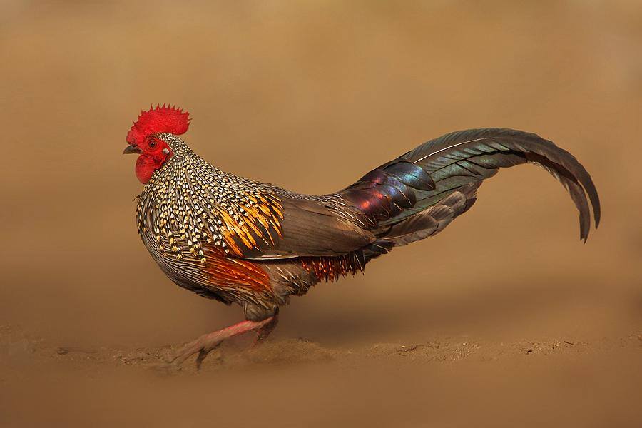 Kumbhalgarh Wildlife Sanctuary, Kumbhalgarh, Rajasthan Tourism 2022 ...