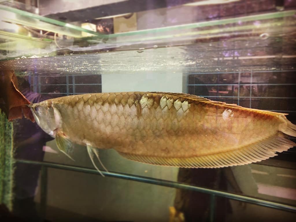 Nishtha Fish Museum, Kurukshetra, Haryana Tourism 2021 | Museums ...