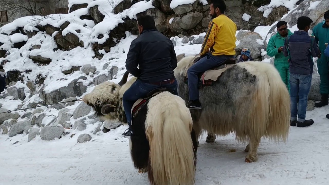 Yak Safari Solang Valley, Manali, Himachal Pradesh Tourism 2023 ...