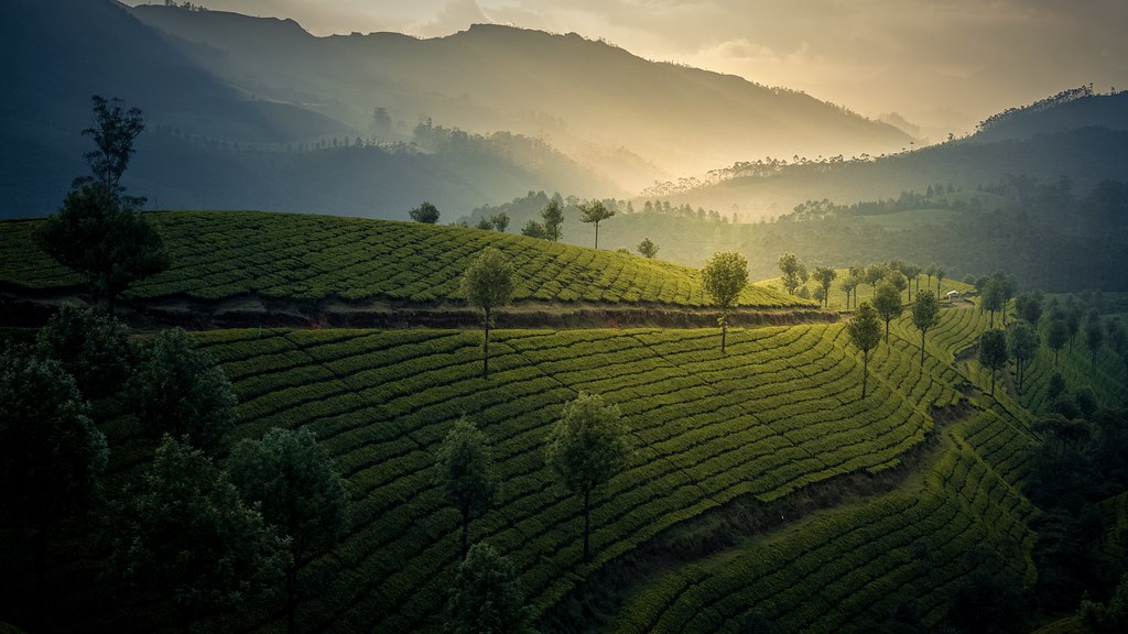 Munnar, Kerala, India, Tourism 2022 | How to reach in Munnar, Best ...