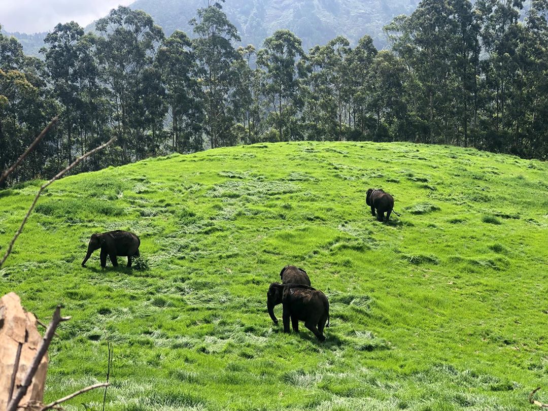Elephant Arrival Spot, Munnar, Kerala Tourism 2021 | Observatory ...