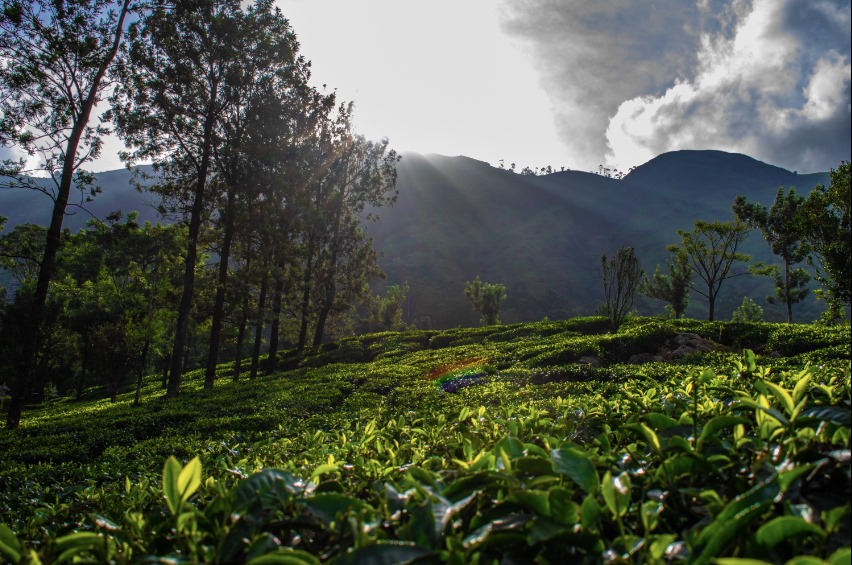 Pallivasal Tea Garden, Munnar, Kerala Tourism 2021 | Tea Garden, Images ...