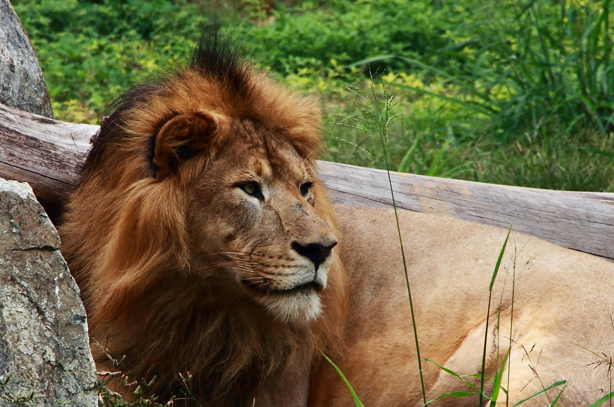 Mysore Zoo, Mysore, Karnataka, Tourism, 2021 | How to reach Mysore Zoo ...