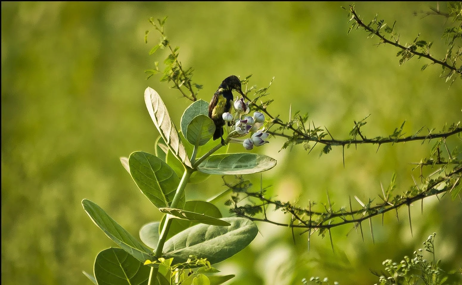 Delhi Ridge Tourism 2023 - New Delhi | How to reach Delhi Ridge ...