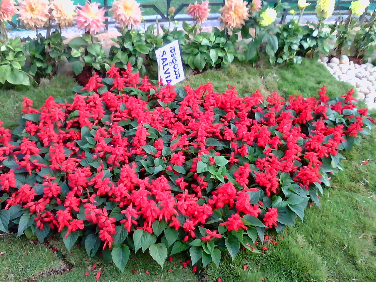 Japanese Park Rohini, New Delhi, Delhi Tourism 2021| Things to do ...