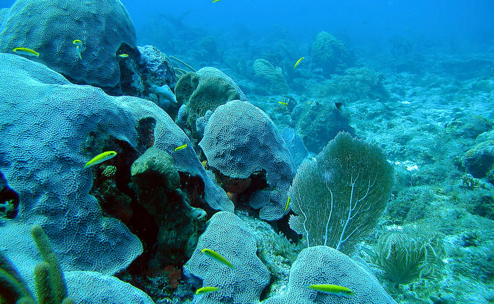 Jolly Buoy Island, Port Blair, Andaman And Nicobar Islands Tourism 2022 ...