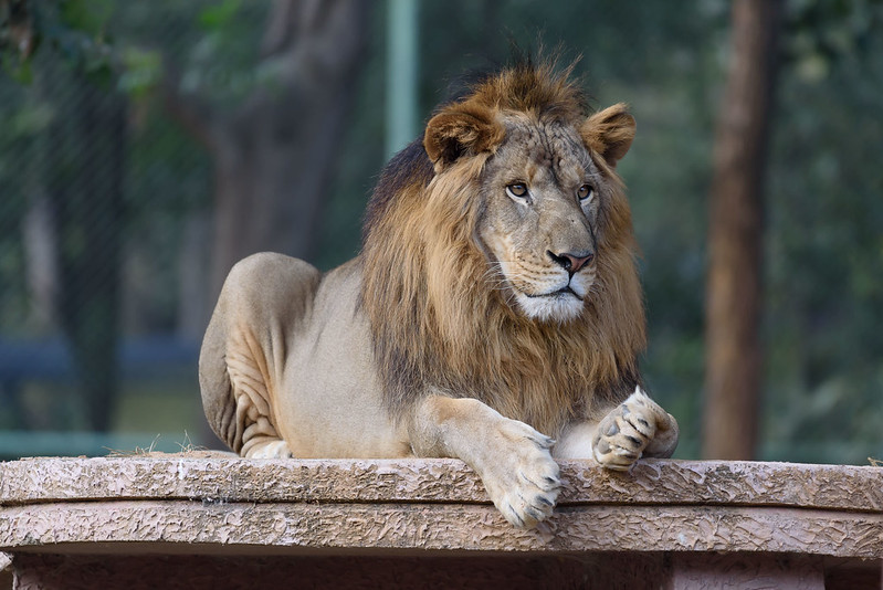 Birsa Zoological Park, Ranchi, Jharkhand Tourism 2021 | Zoo, Images ...