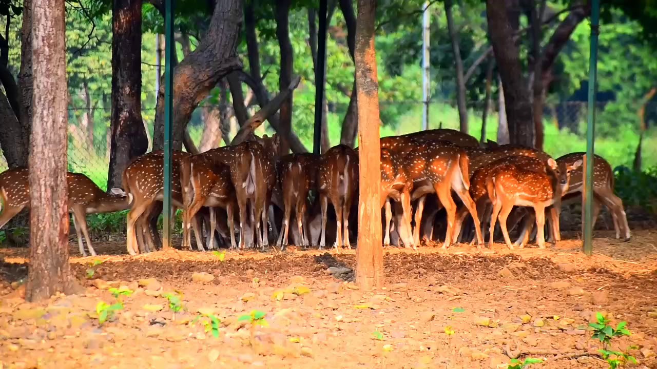 Deer Park, Ranchi, Jharkhand Tourism 2021 | Park, Images, How to reach ...