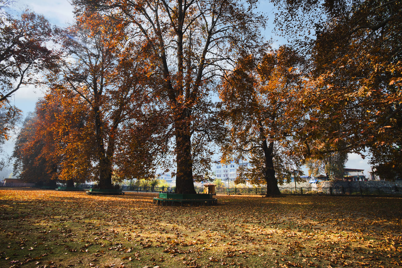 Chinar Park, Srinagar, Jammu and Kashmir, Tourism, 2021 | How to reach ...