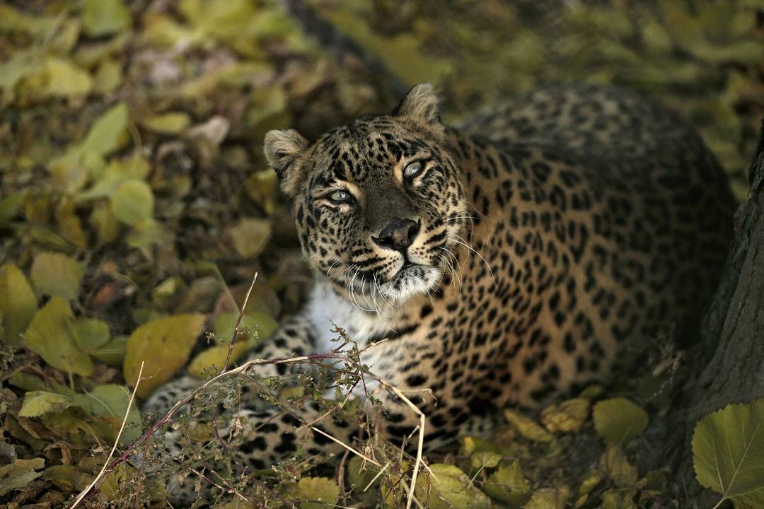 Dachigram National Park, Srinagar, Jammu and Kashmir, Tourism, 2021 ...