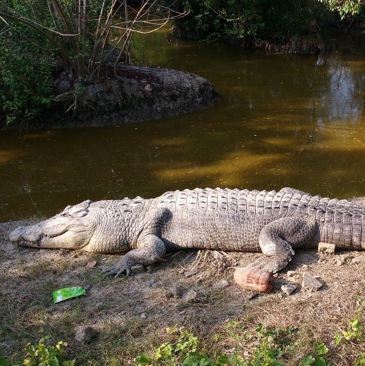 Bhagabatpur Crocodile Project, Sundarbans, West Bengal, Tourism, 2023 ...