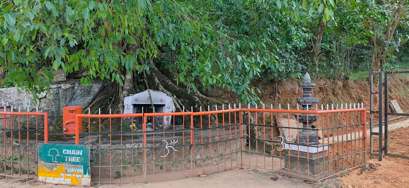 Chain Tree, Wayanad, Kerala Tourism 2021 | Images, How To Reach in ...