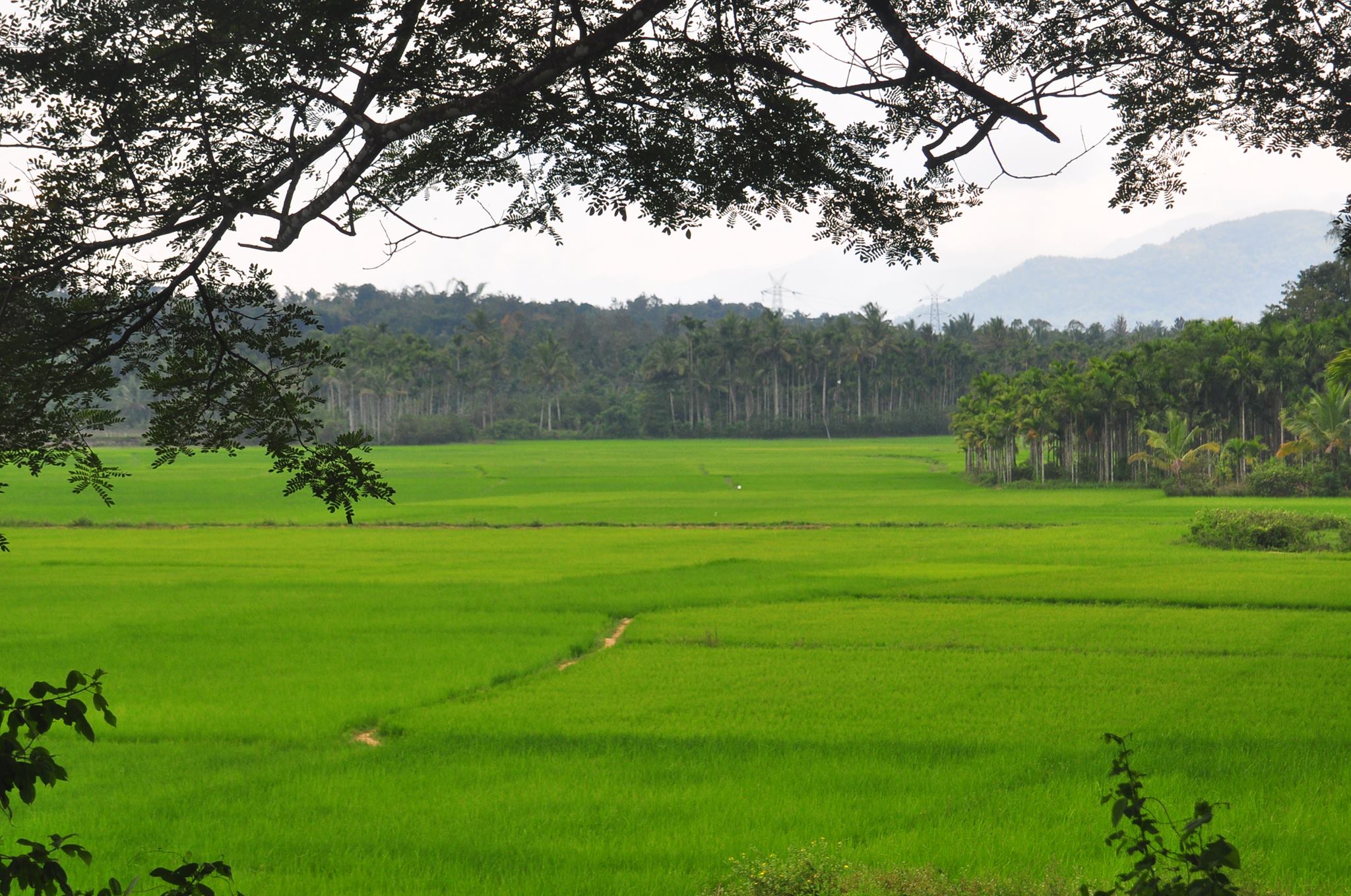 Sulthan Bathery, Wayanad, Kerala, Tourism, 2021 | Spice Plantation, How ...